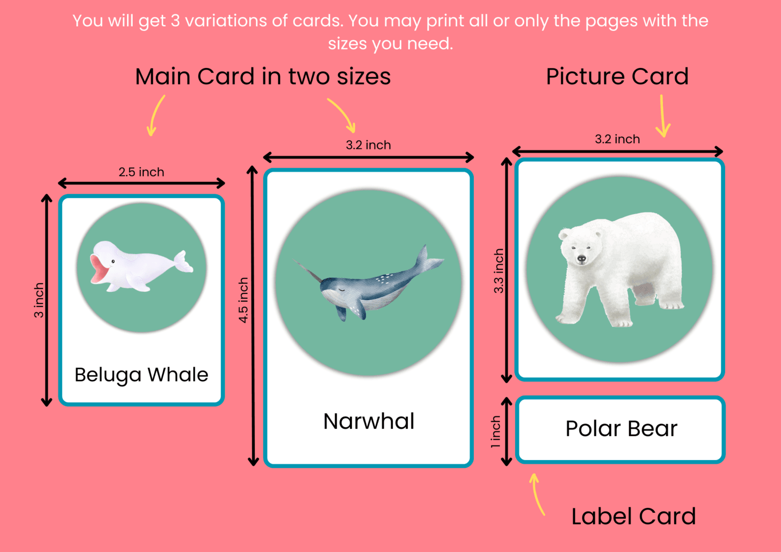 Arctic Animals Flashcards | Polar Animal Names With Pictures In English ...