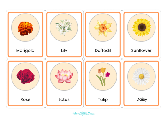 20 Flowers Names And Pictures In English | Flower Flashcards For ...