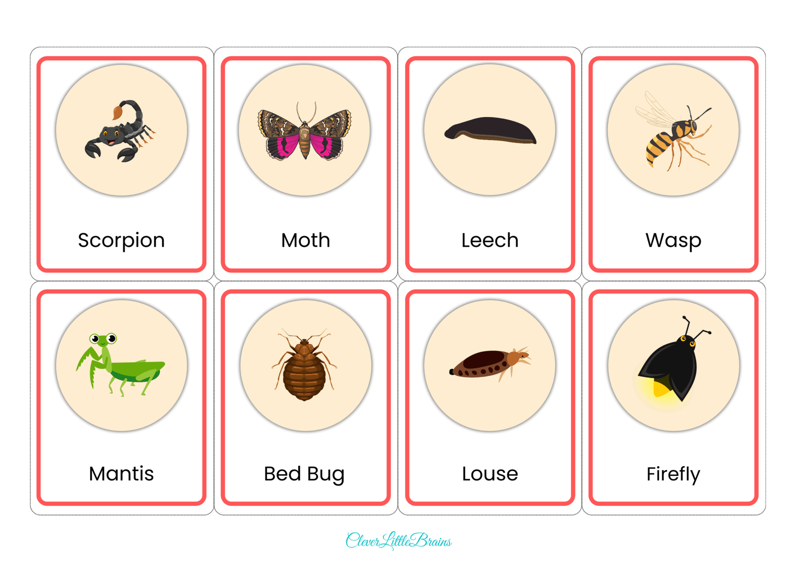 Insects Flashcards For Kids | Insects Names With Pictures In English ...
